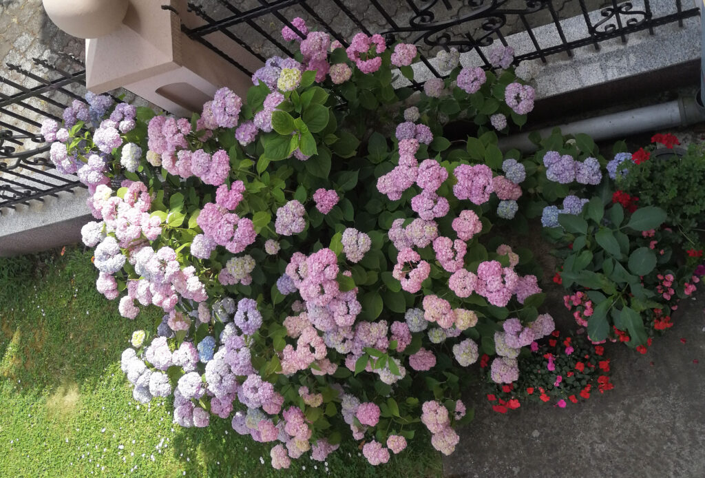 Hortenzija - Rasadnik četinara i lišćara Tobolac