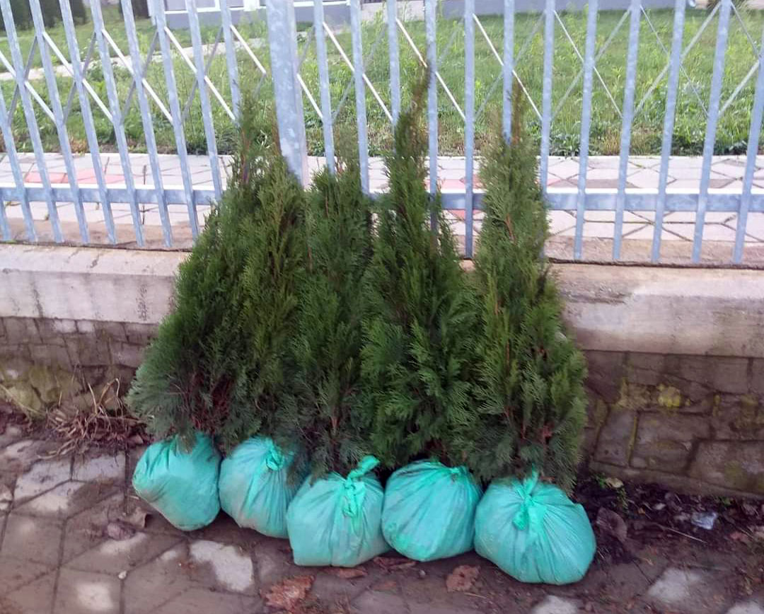 Sadnja tuja - Rasadnik četinara i lišćara Tobolac