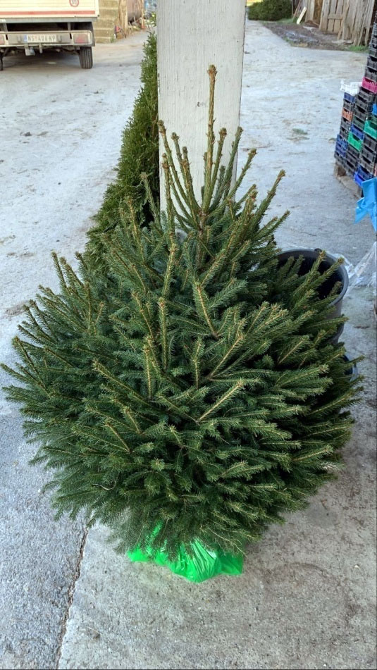 Smrča - Rasadnik četinara i lišćara Tobolac