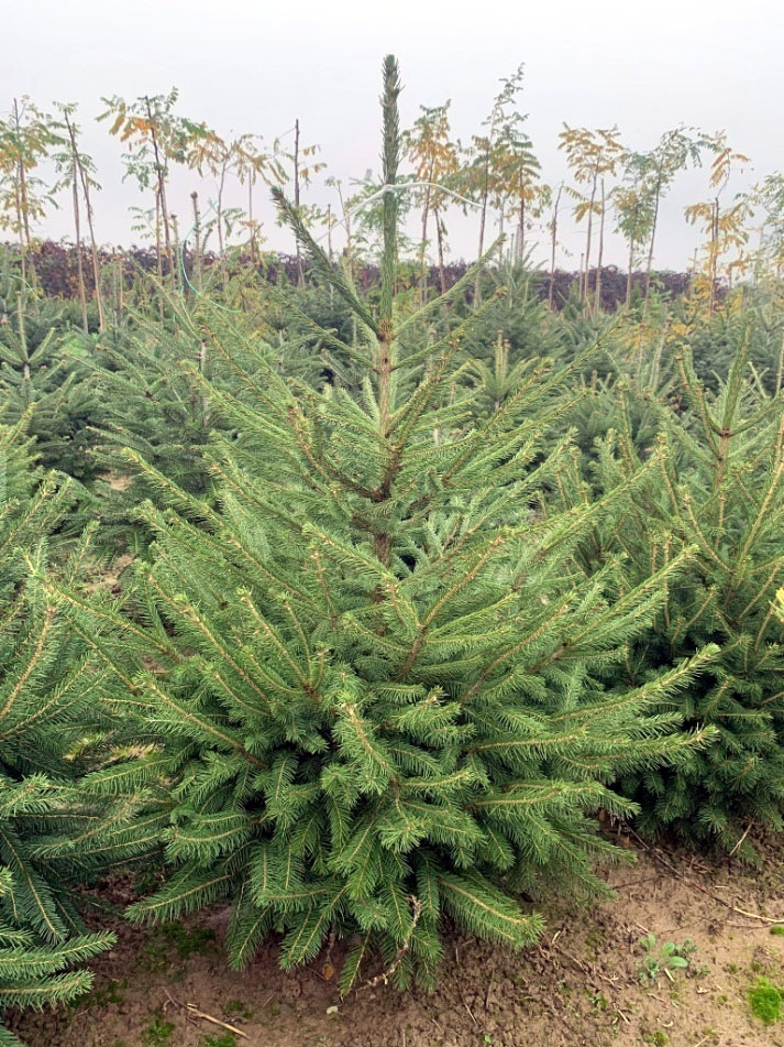 Smrča - Rasadnik četinara i lišćara Tobolac