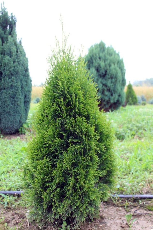 Tuje Smaragd - Rasadnik četinara i lišćara Tobolac